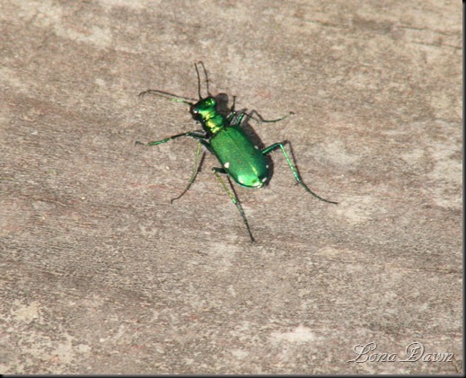 Nature's Scenic View: Six Spotted Green Tiger Beetle